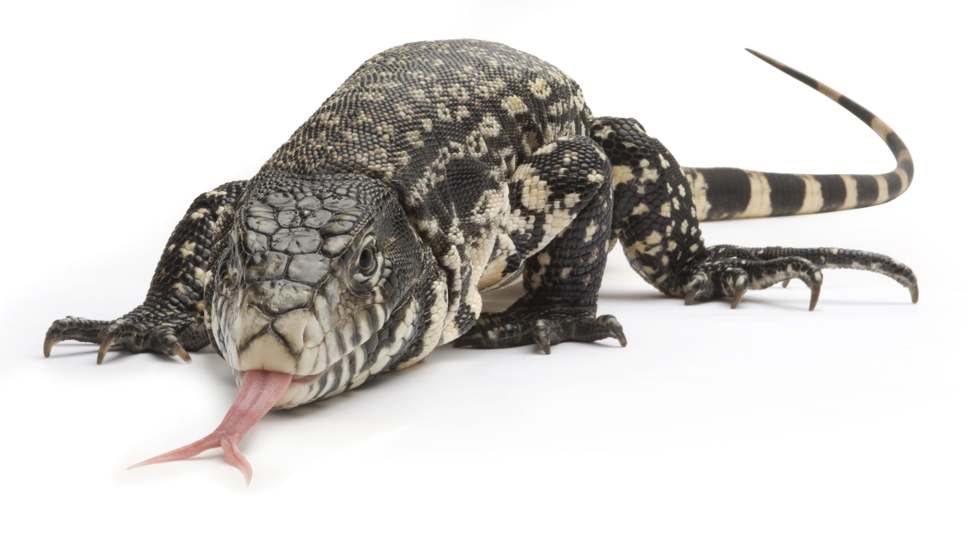 Argentine black and white tegu: Florida looks to stop spread of ...