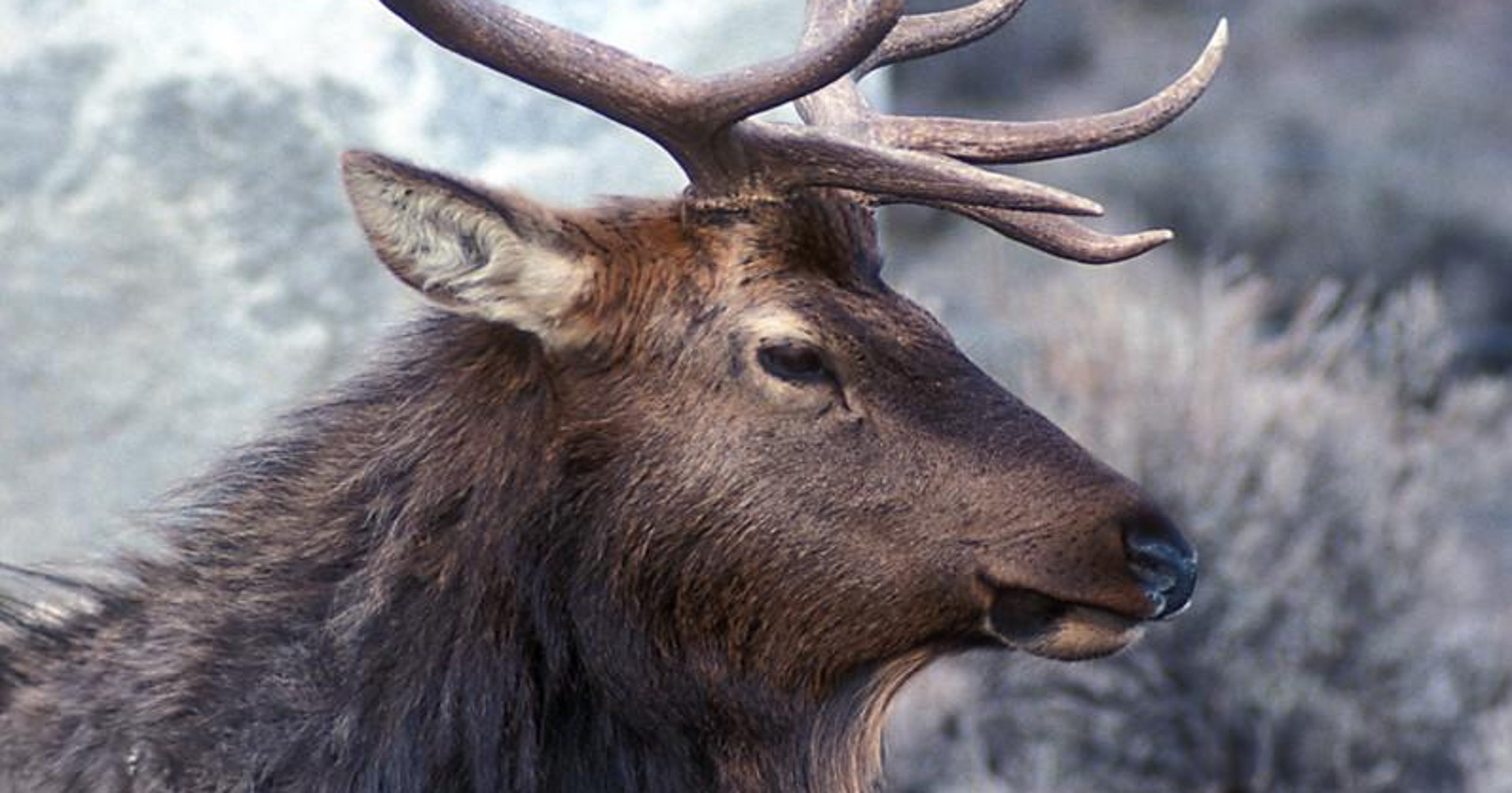 Southwestern Montana hunters bag 300 animals