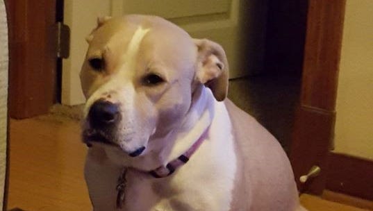 After two years of confinement, Pinky the dog deserves freedom
