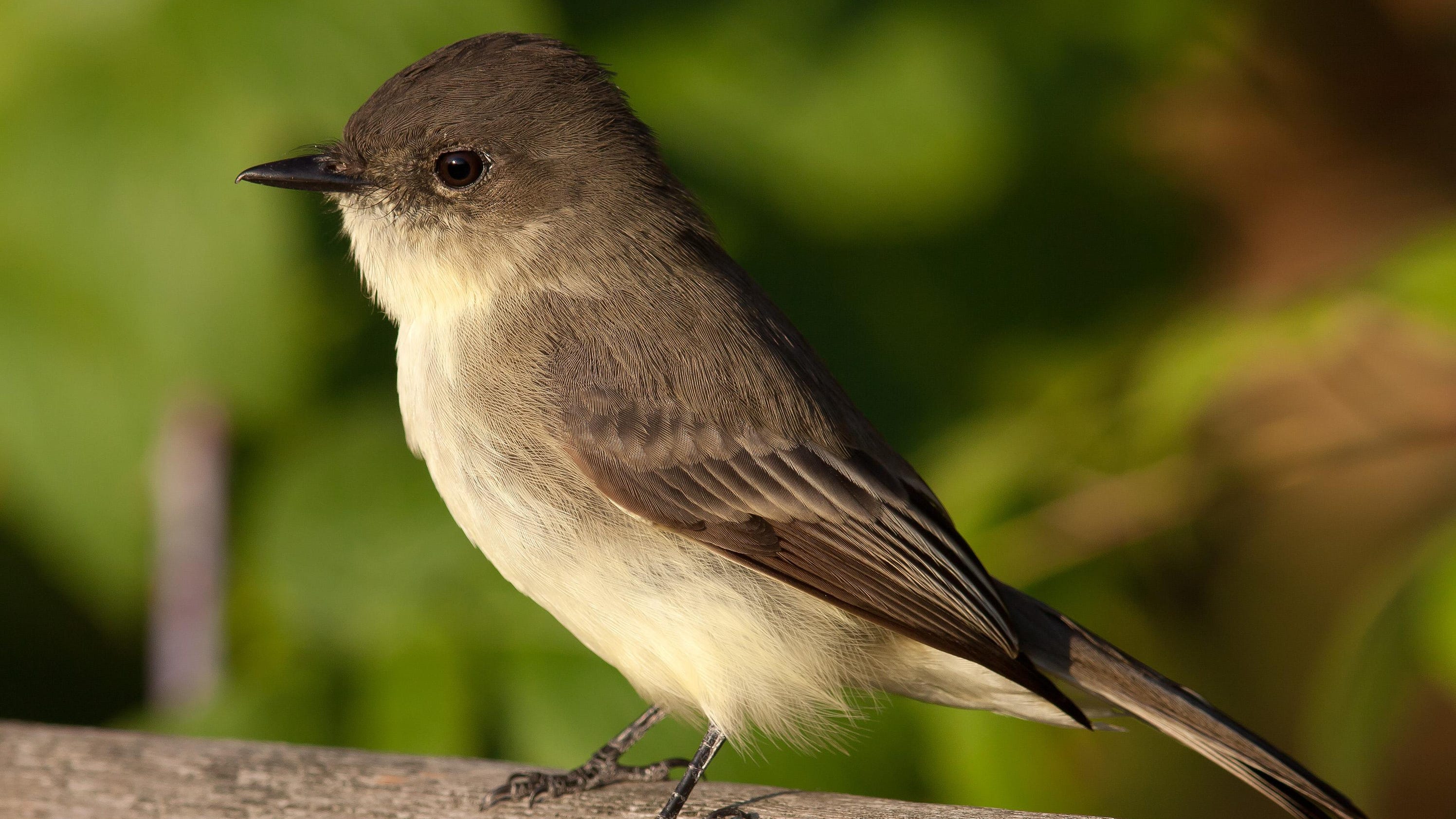 Get to know the eastern phoebe