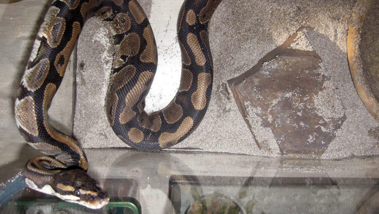 40 pythons found in Canadian motel