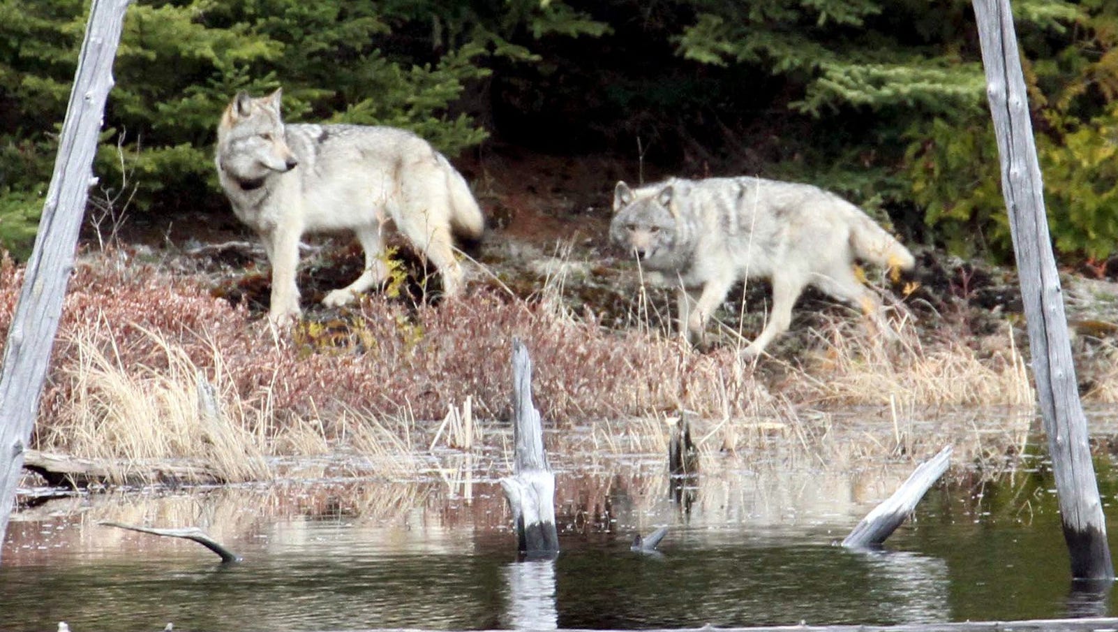 Court keeps Great Lakes wolves on endangered species list