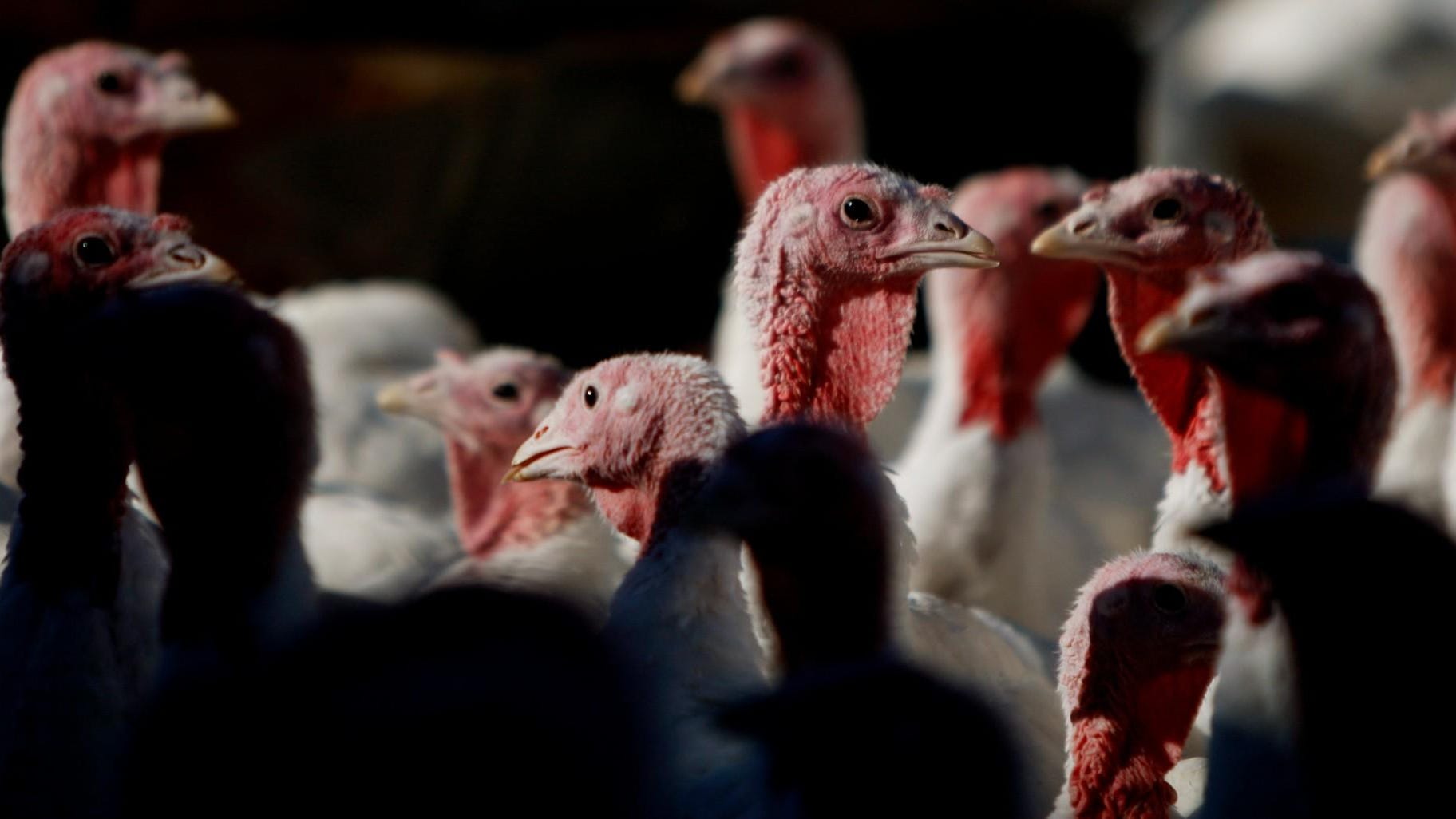 Hutterites raise thousands of Thanksgiving turkeys