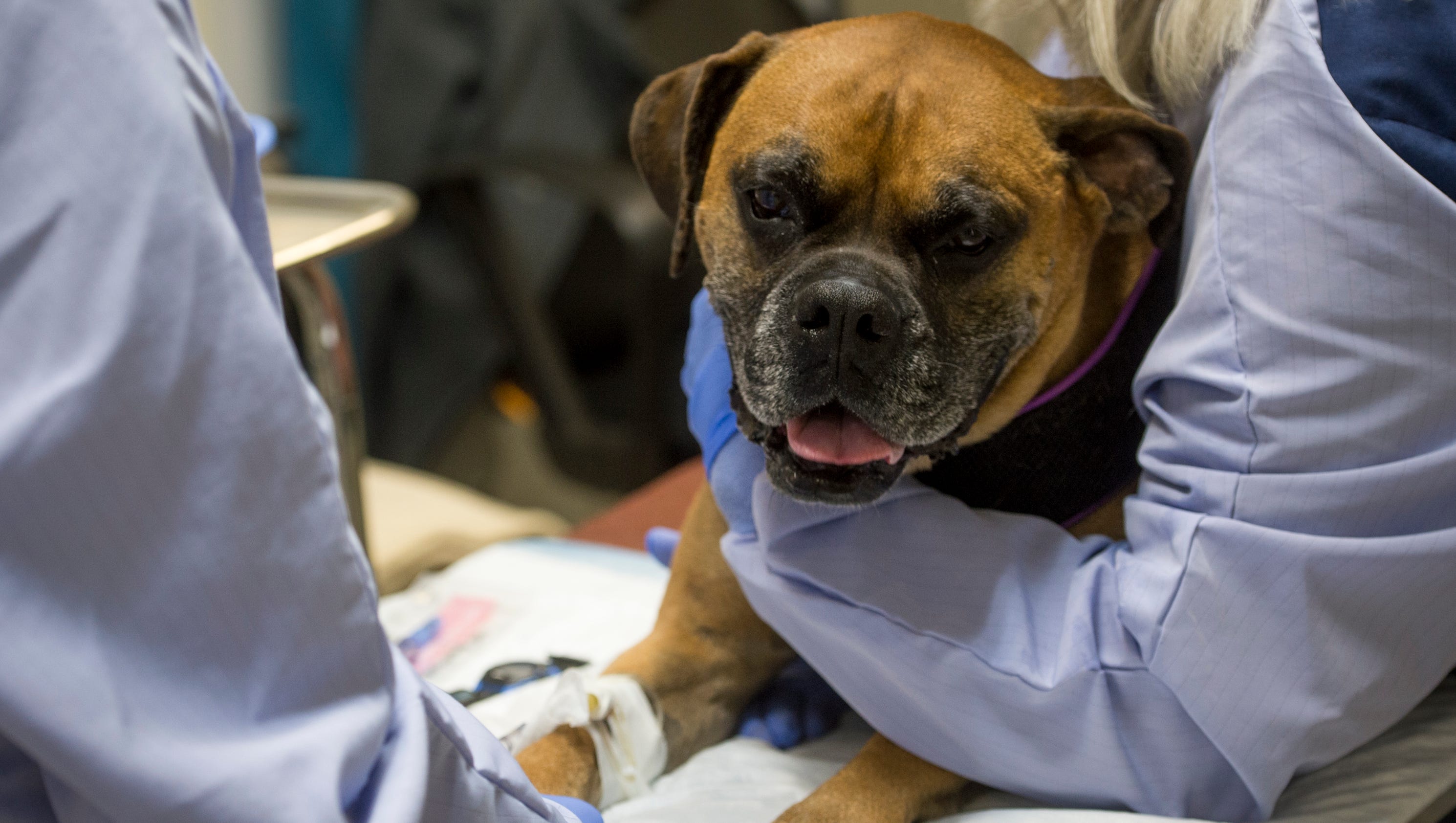 New drug Tanovea arrives in Knoxville to treat canine lymphoma