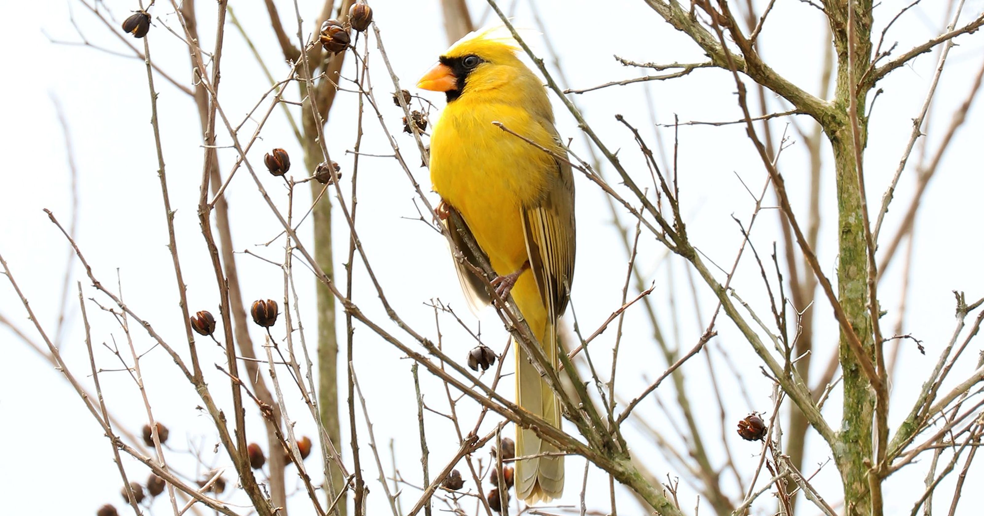 Yellow cardinal: Rare bird spotted in Alabama