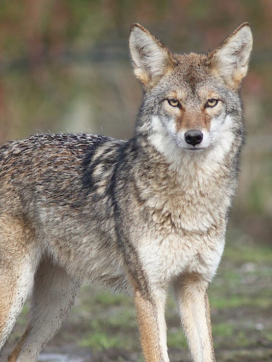 Coyote seen roaming at zoo; here’s what to do if you spot it