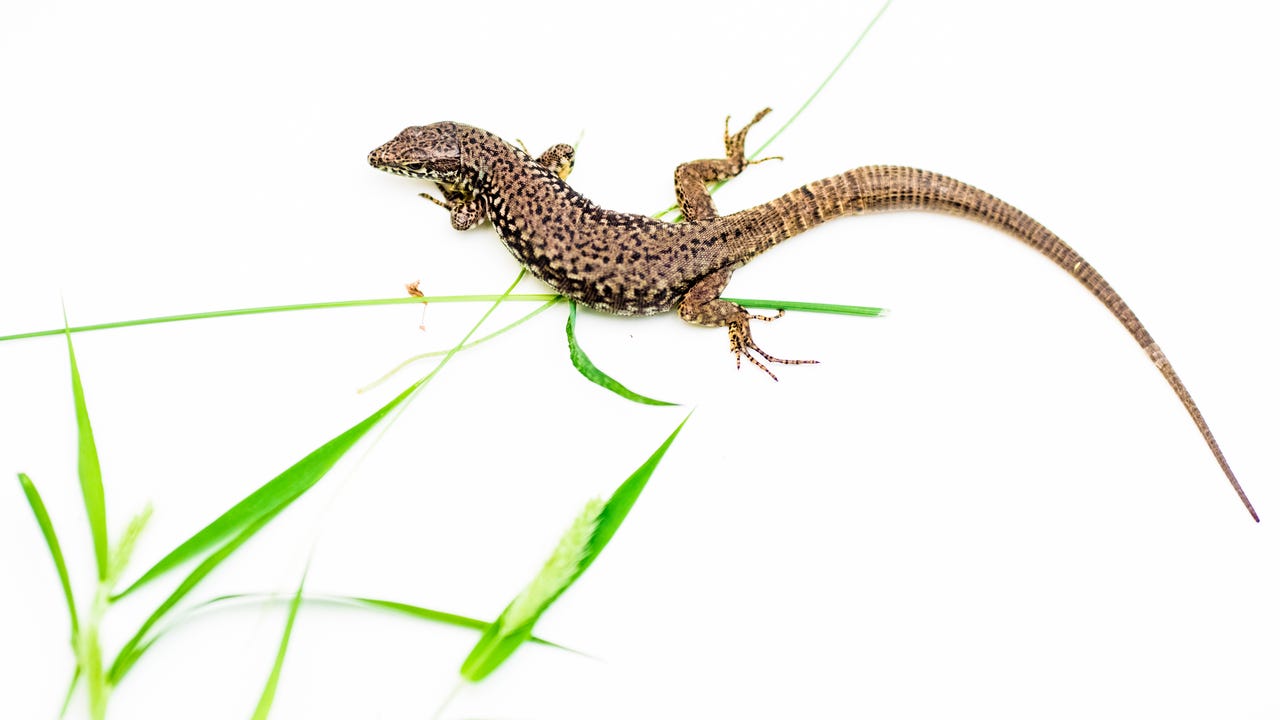 These lizards are just about everywhere in Cincinnati. Here's why.