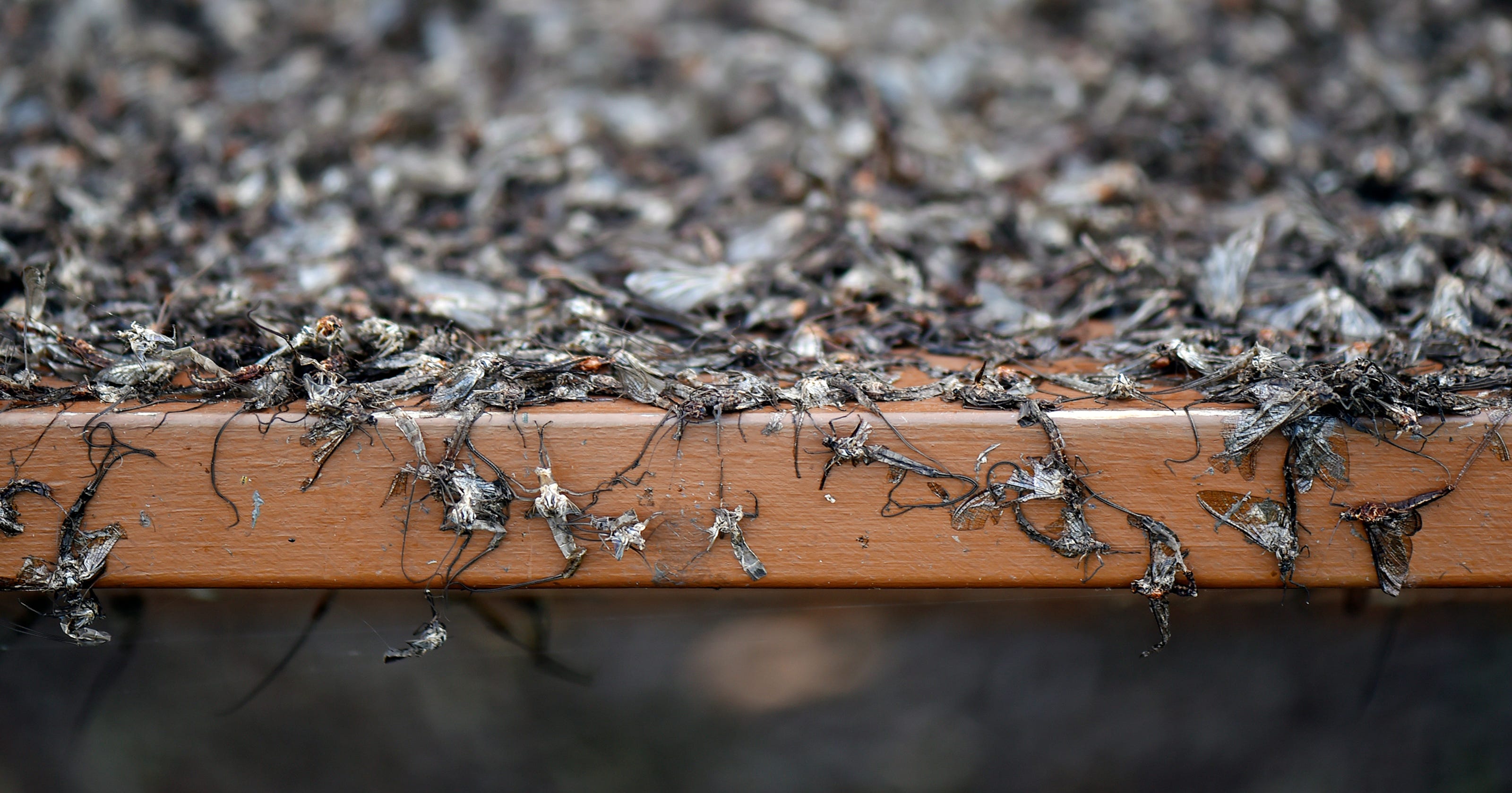 Mayflies starting to hatch, could affect Susquehanna River bridge