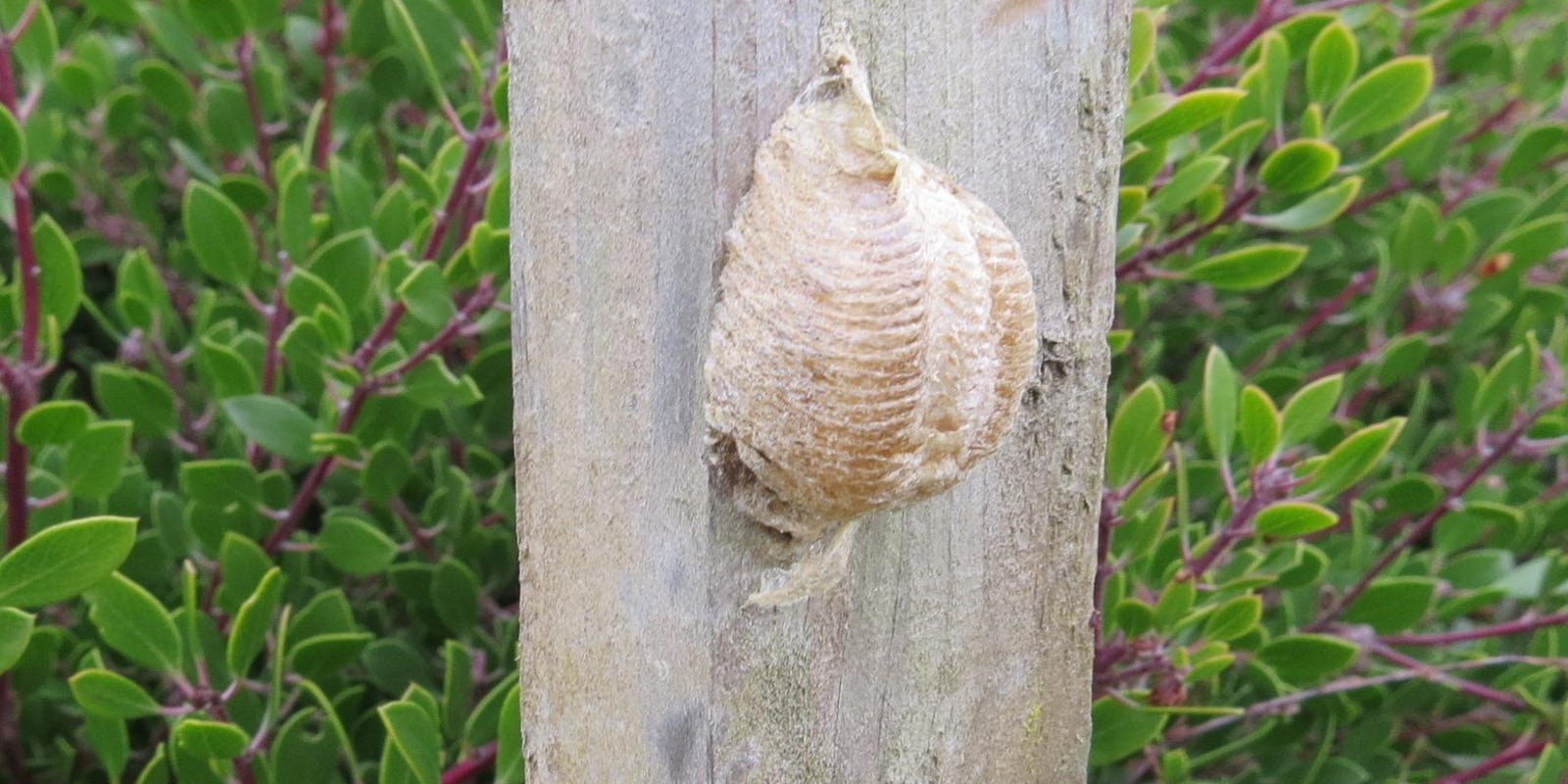 Master Gardener Q&A: Praying mantis egg sack
