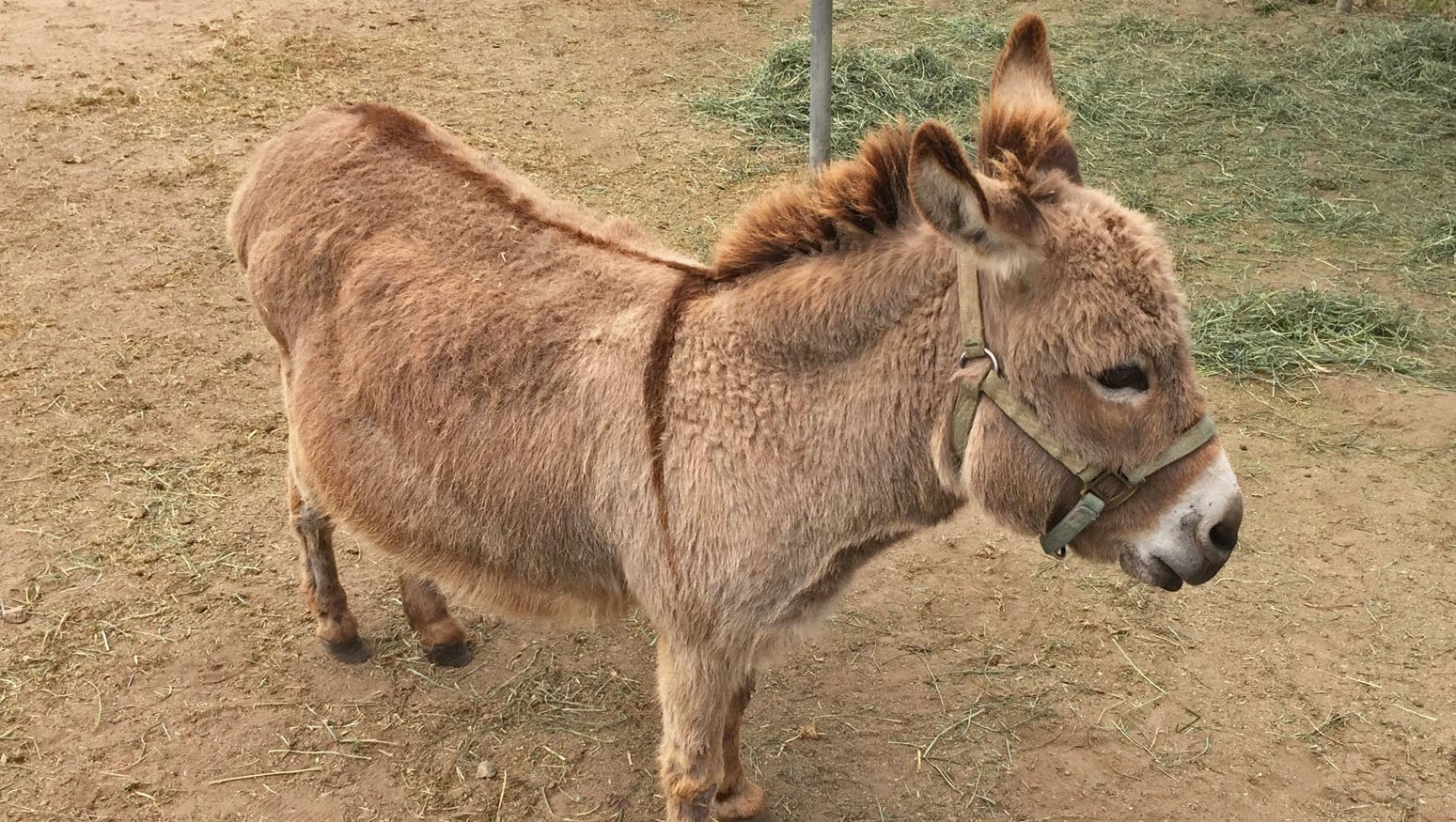 Meet Dominic: a miniature Sicilian donkey