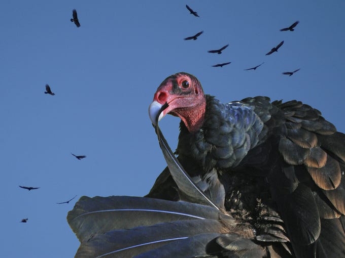Phoenix day trip: Boyce Thompson Arboretum
