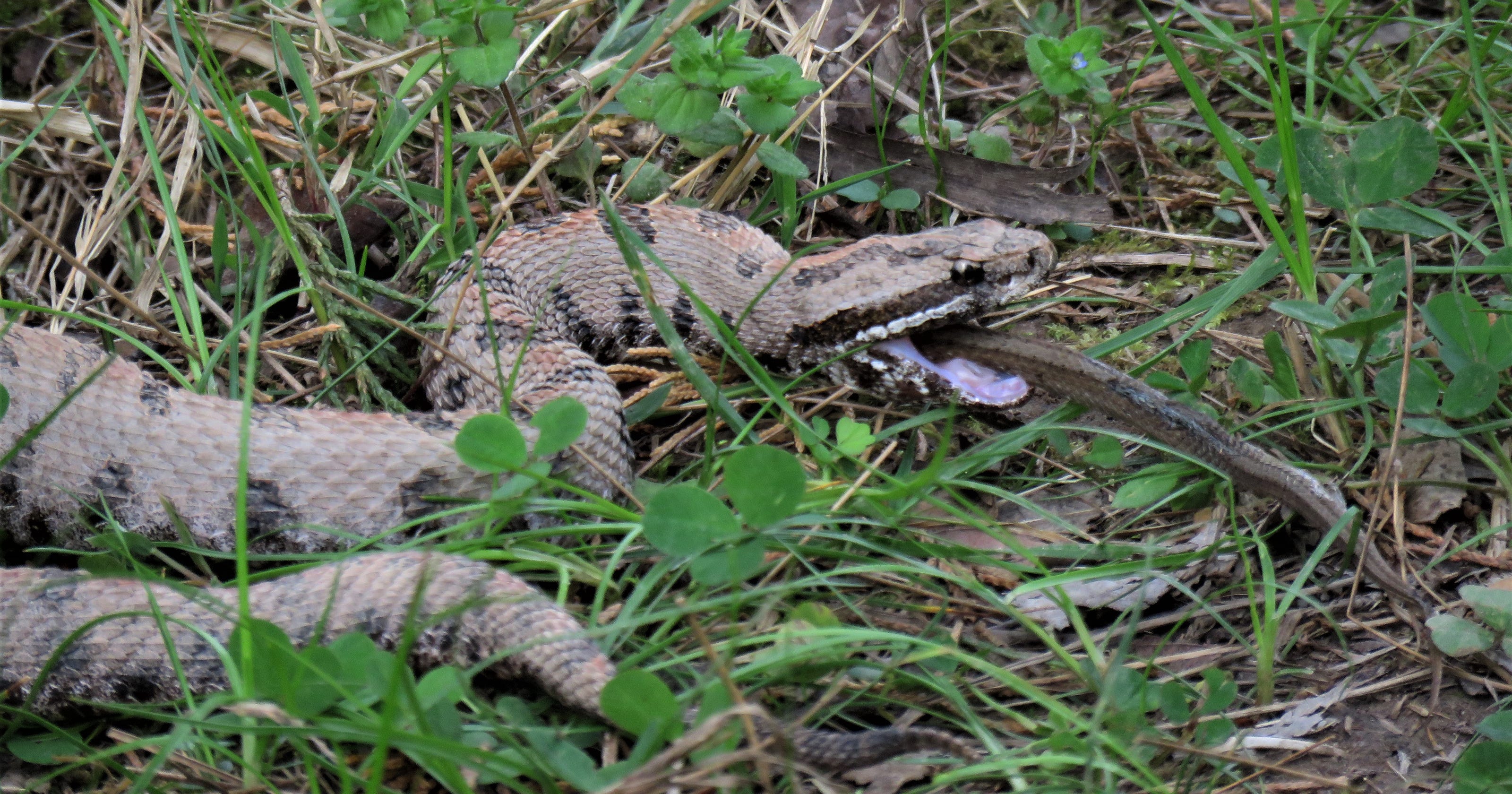Naturalist says short spring may explain Missouri snake sightings