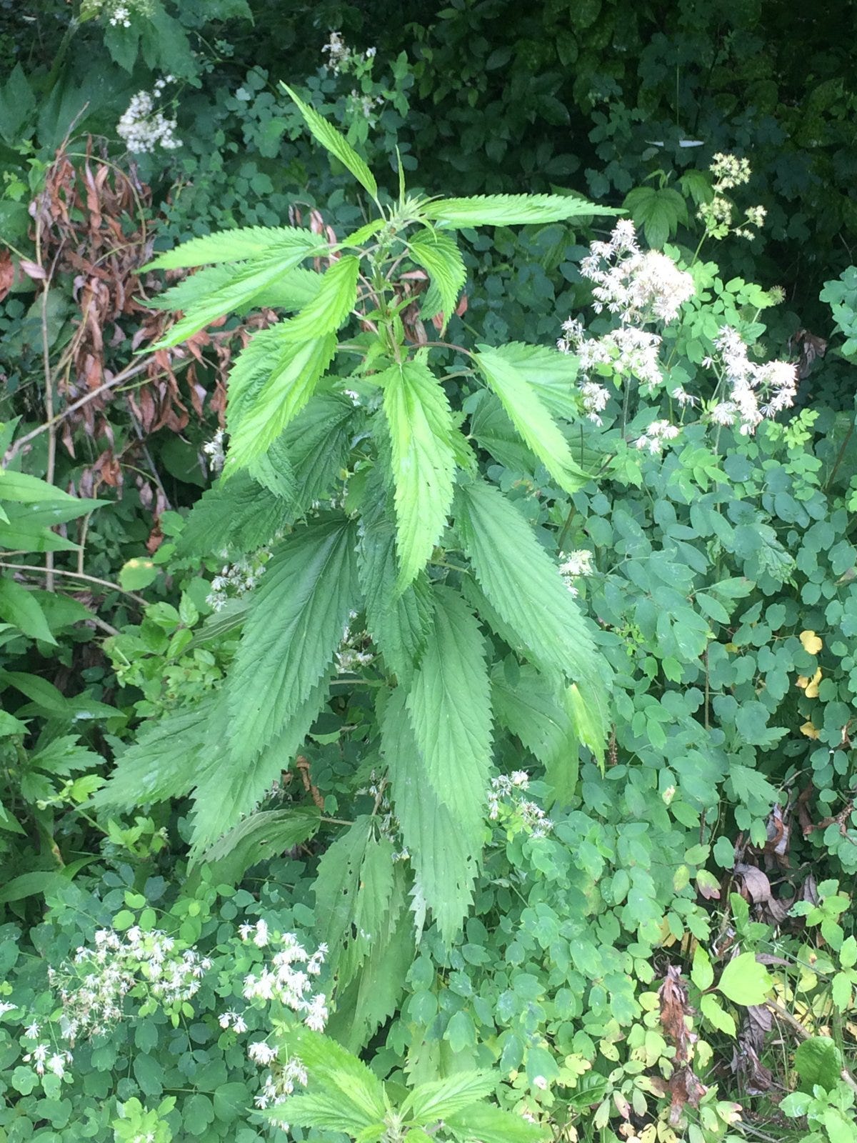 Common skin-irritating plants to avoid