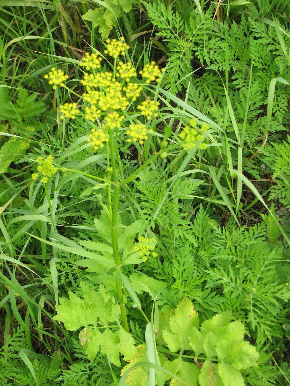 Common skin-irritating plants to avoid