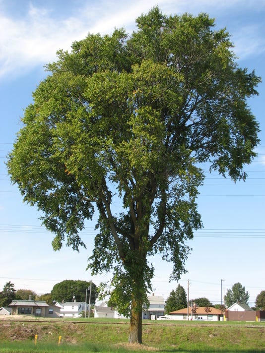 Two Rivers elms on Memorial Drive tribute to those lost in World War I