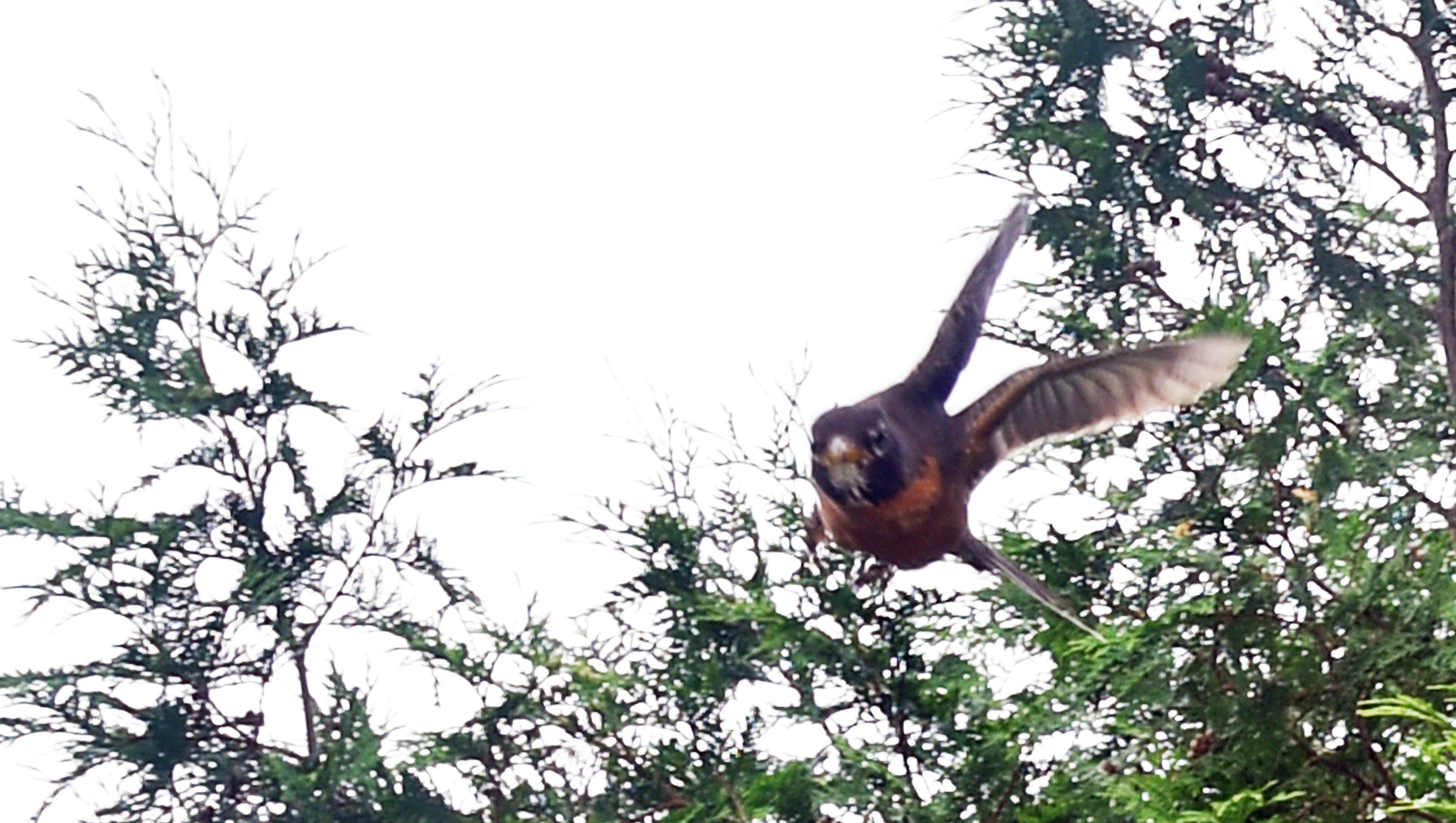 Patrick Durkin: Familiarity breeds contempt with nesting birds