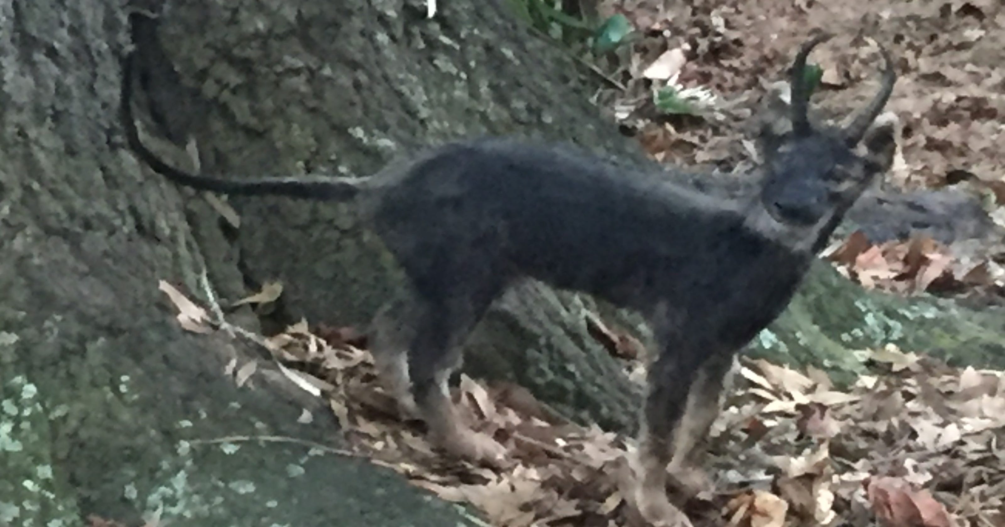 Johnson: Do you believe in the Ozark Howler?