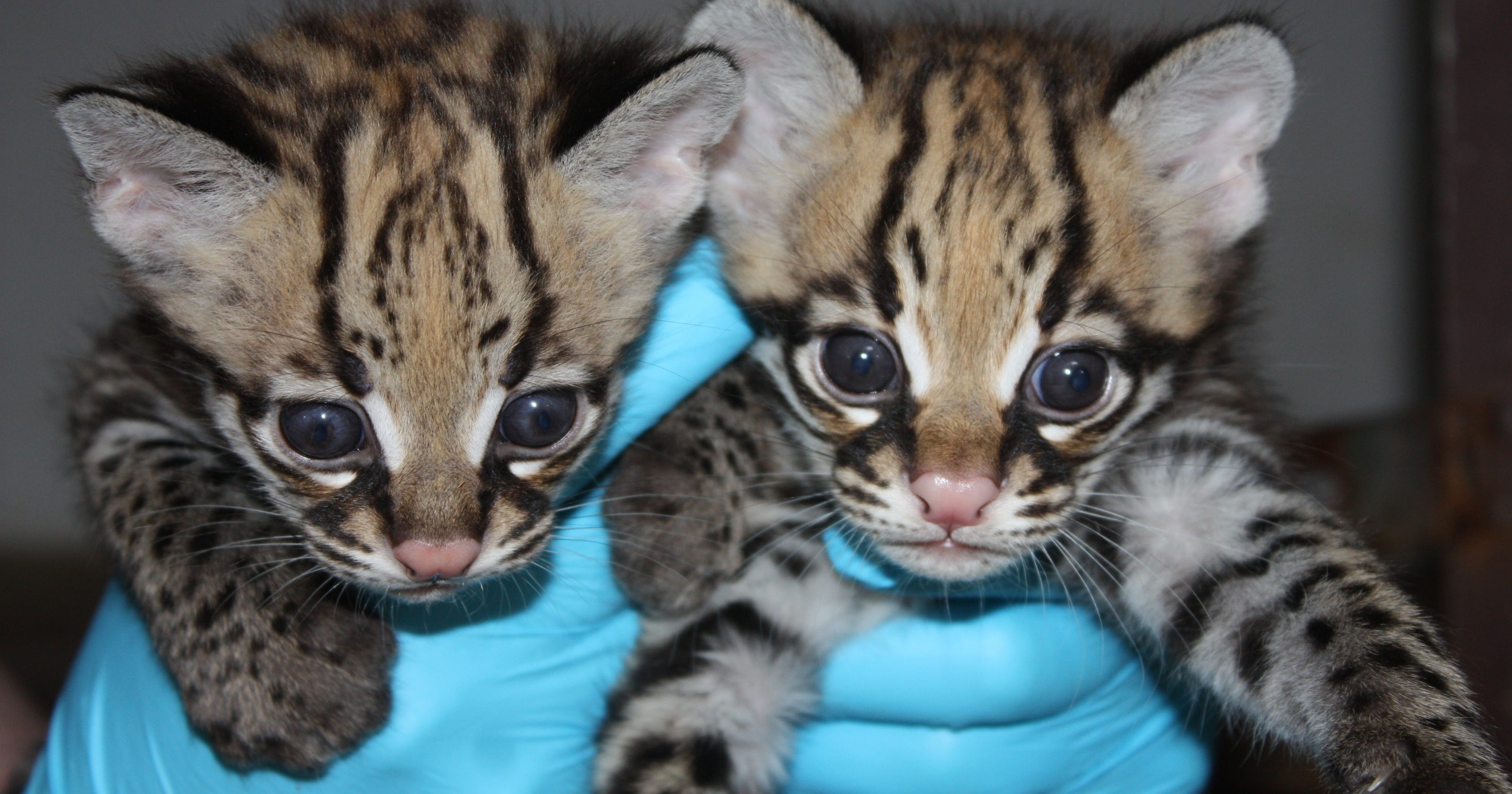 Greenville Zoo welcomes baby ocelots