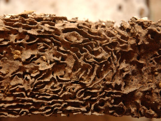 Formosan termites swarming, looking for new places to create colonies