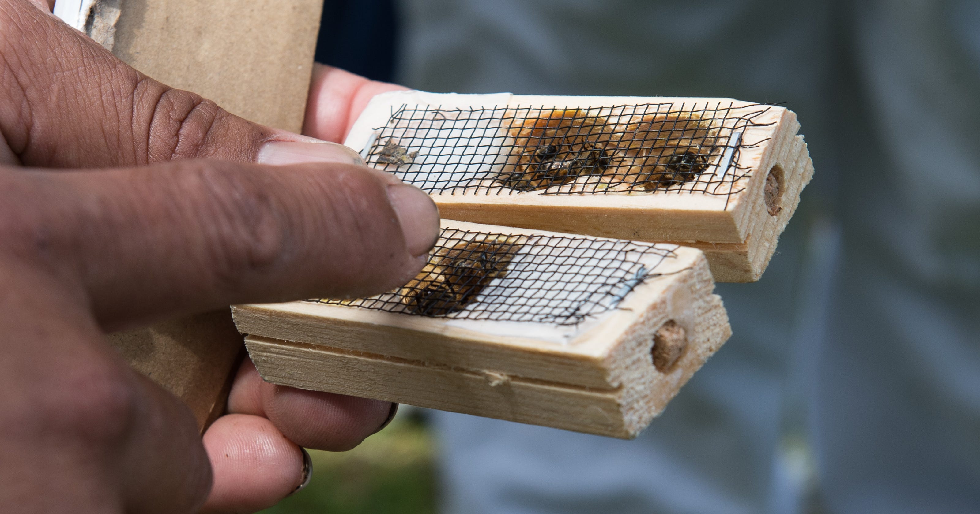 Bees: We need them if we want to eat