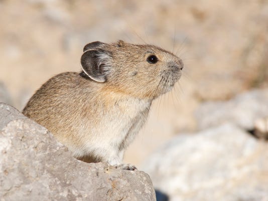 Rocky Mountain National Park's cutest critter is in trouble