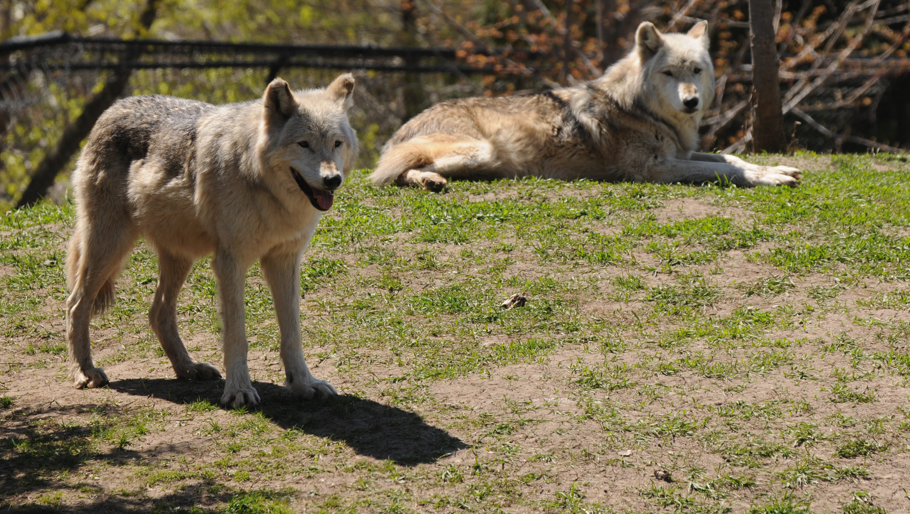 Wolf euthanized after biting child at zoo
