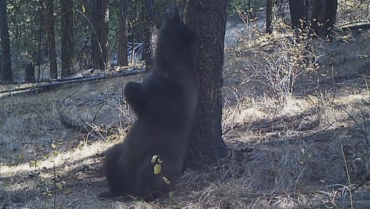 Back-scratching bear knows how to get the job done
