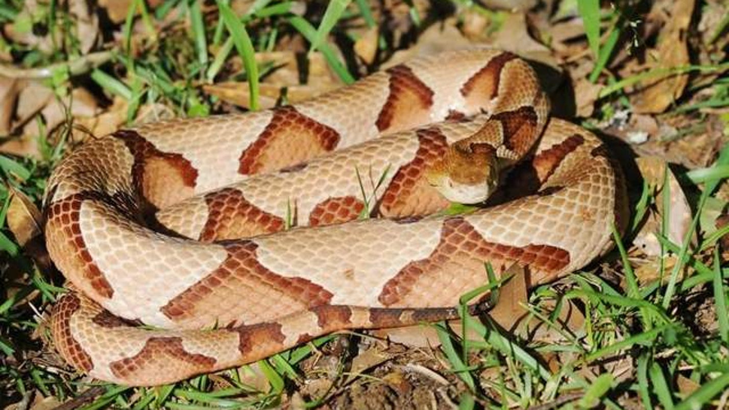 Snake bites rarely fatal but still serious