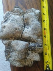 Tennessee girl finds 475-million-year-old trilobite fossil while fishing