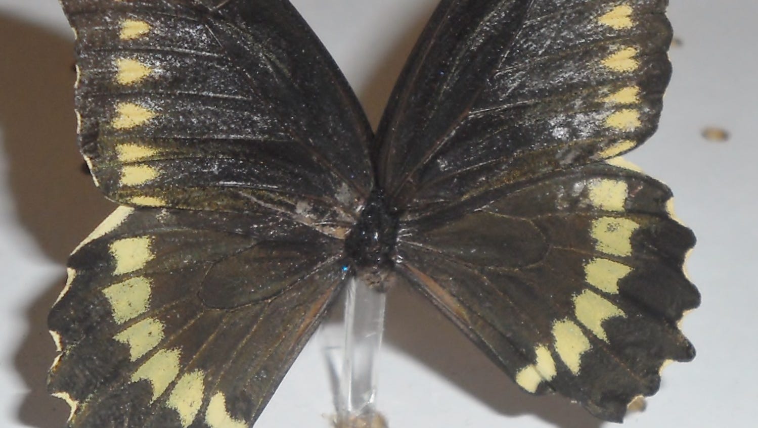 The Butterfly Guy: Florida’s swallowtail butterflies
