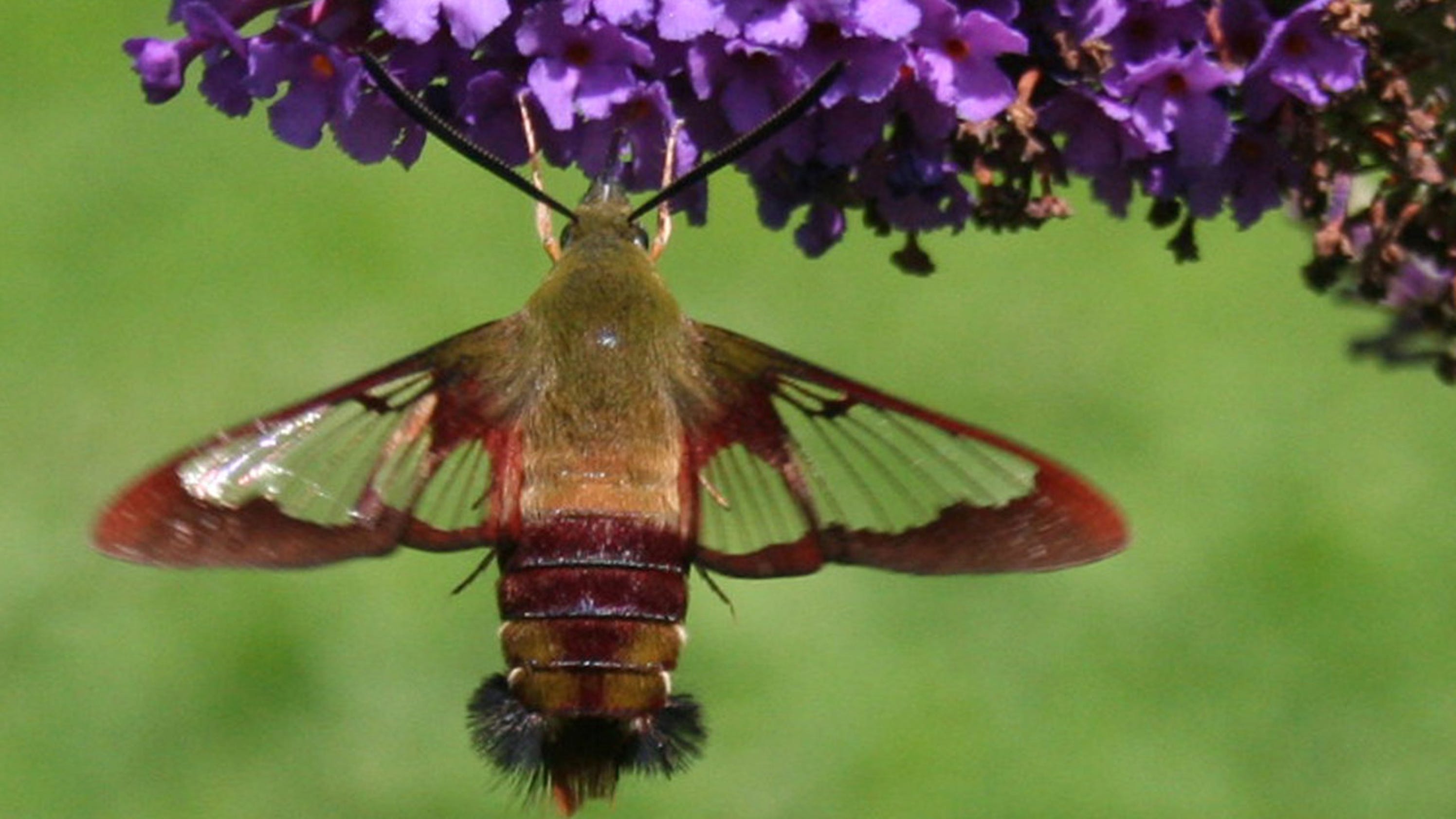 Tropicalia Wildfile: Hummingbird clearwing moth