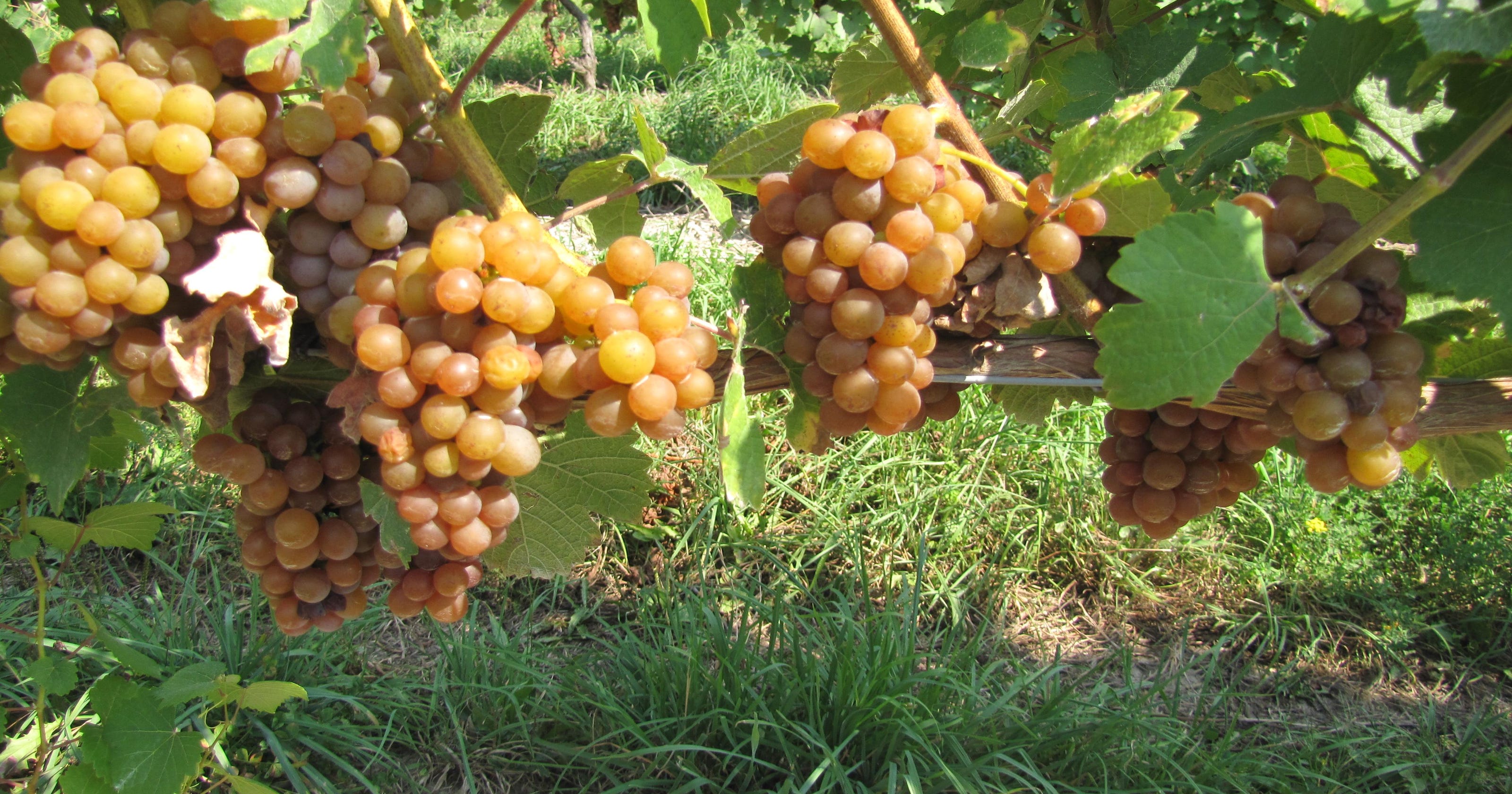 Hot, dry weather helps grape harvest