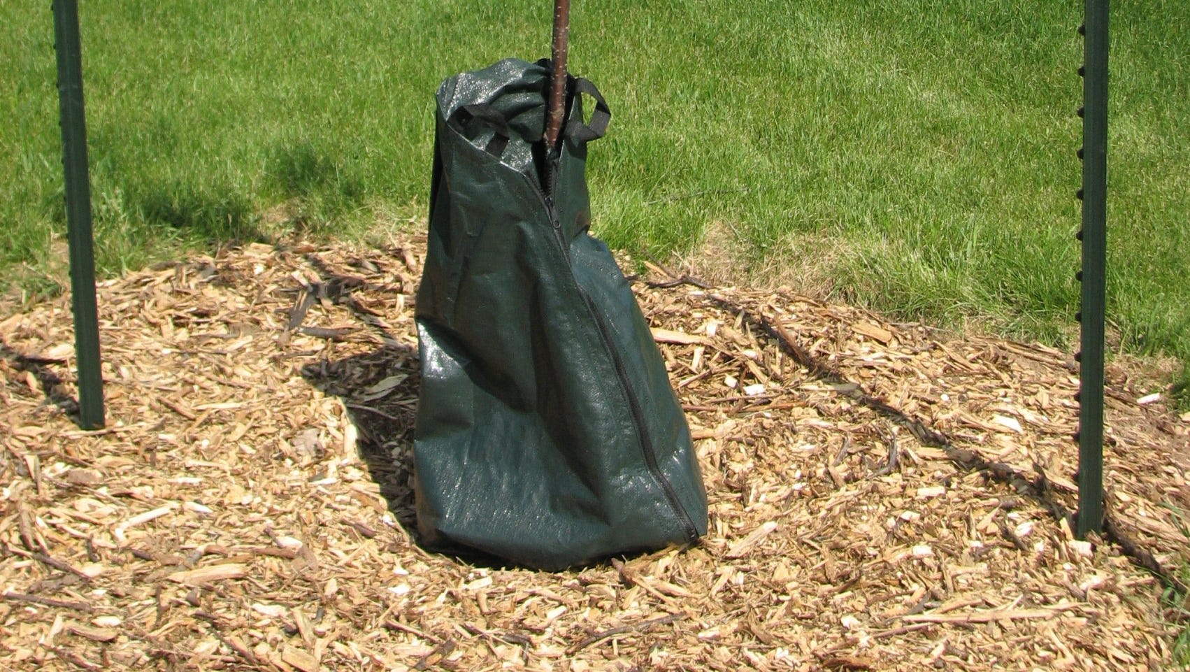 Save your plants, trees from heat stress