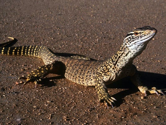 Taking a shower with an Australian lizard