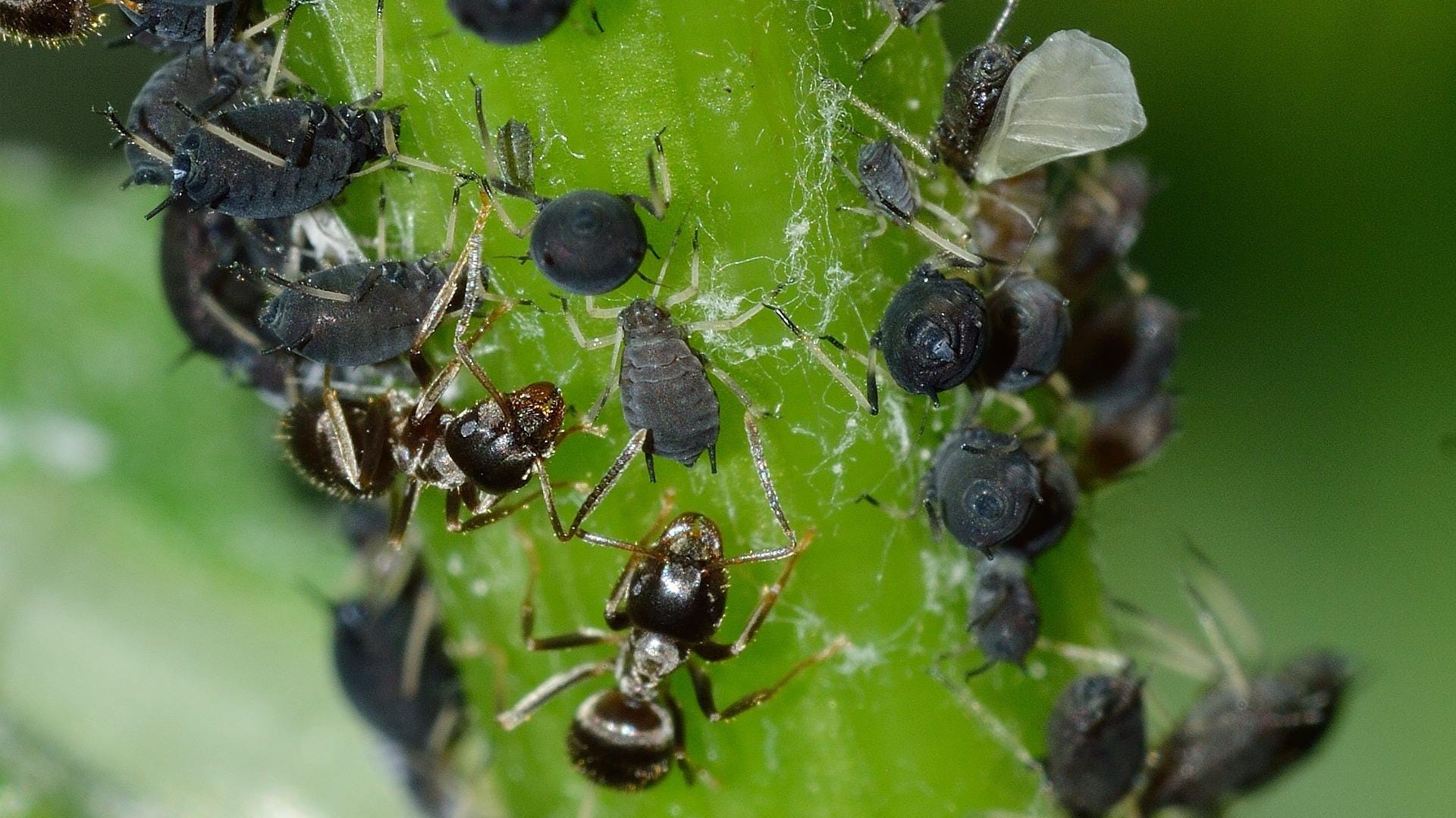 winter-rain-means-plant-lice-spring