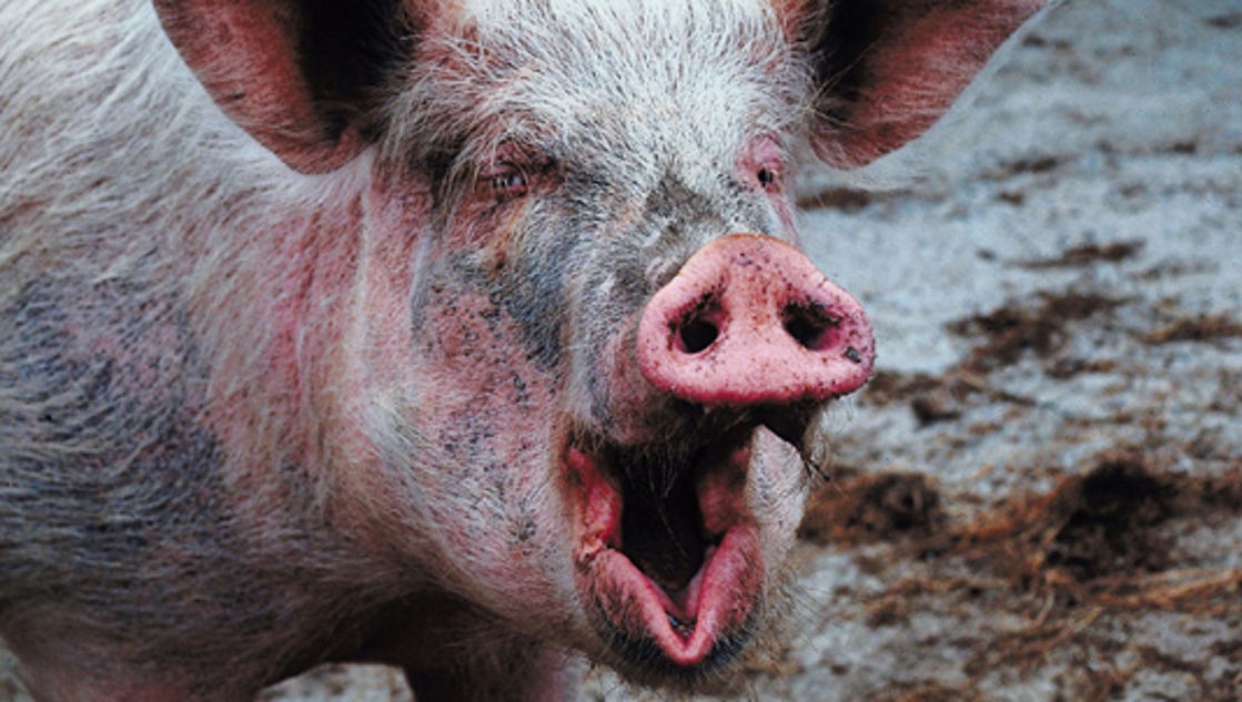 'Screaming' pig sought after chasing kids