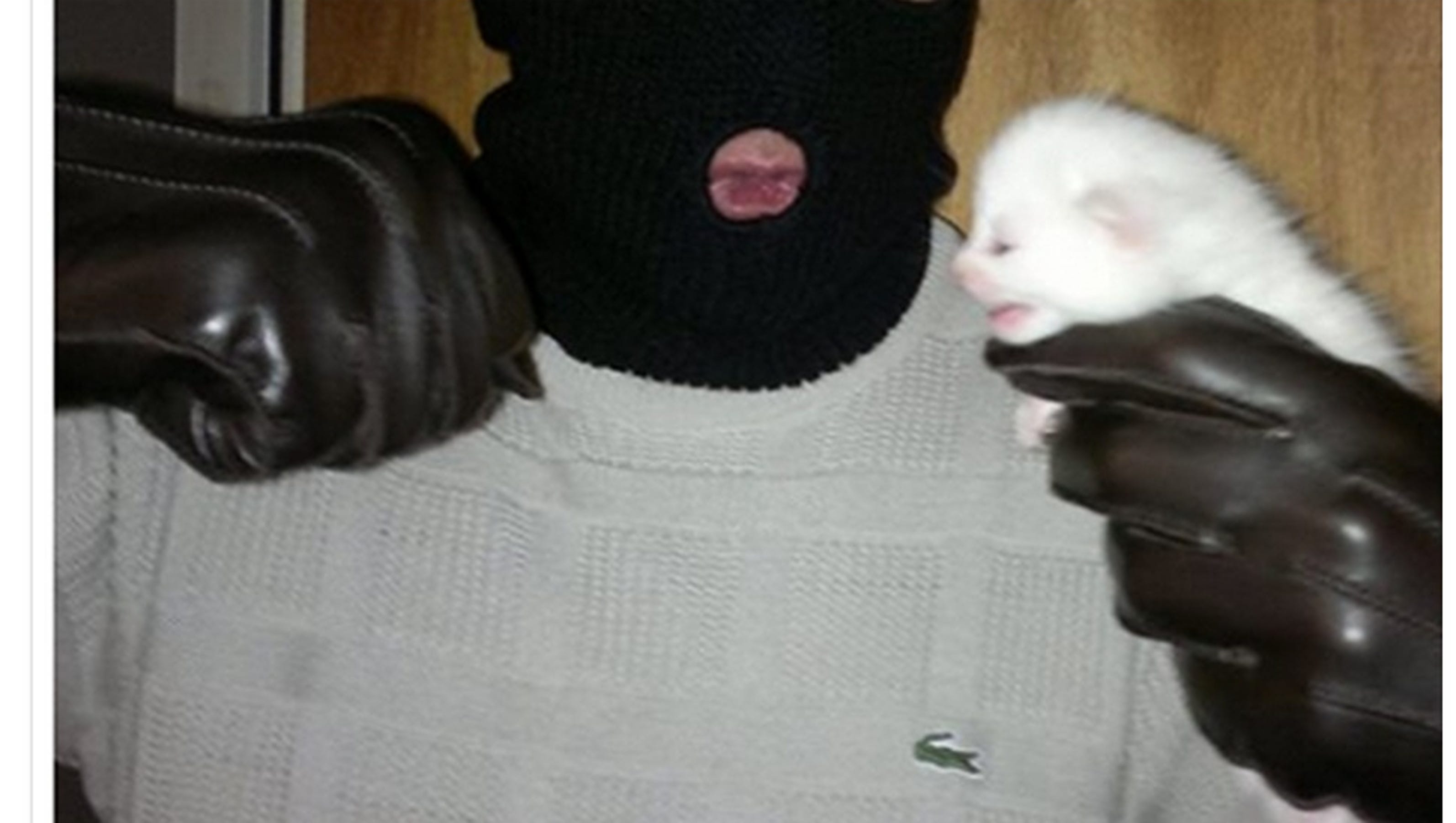 New 'cat punching' page appears on Facebook