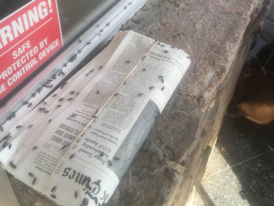 Tiny black bugs are taking over Palm Springs. Here's why.