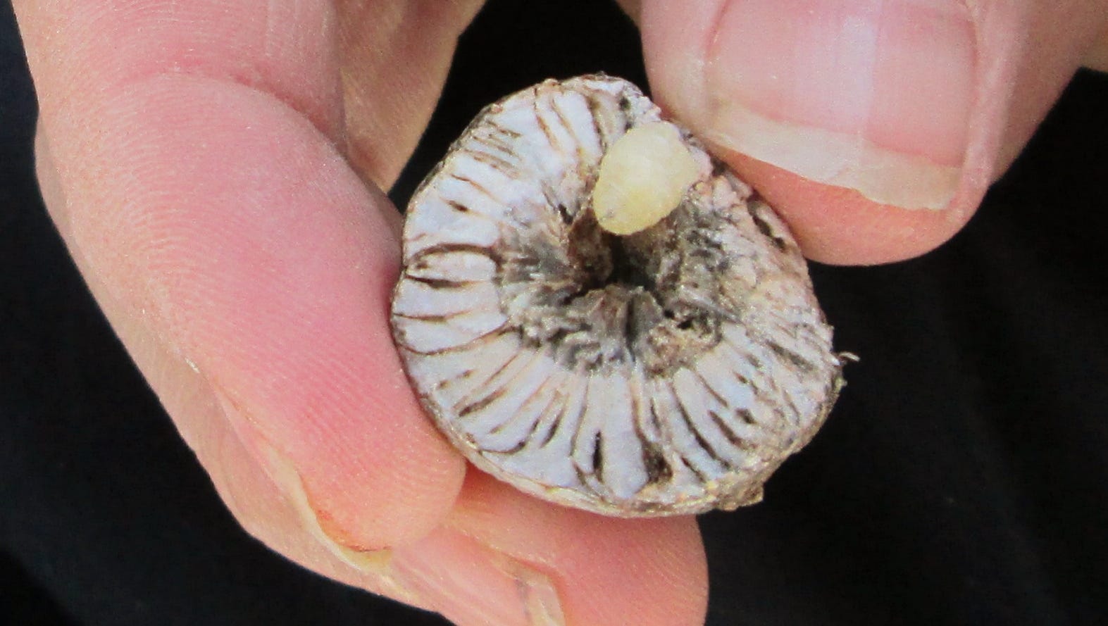 635599415068322358-goldenrod-gall-fly-larva-1---Copy.JPG?width=1573 ...