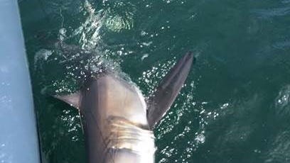 Long Branch angler catches Great White