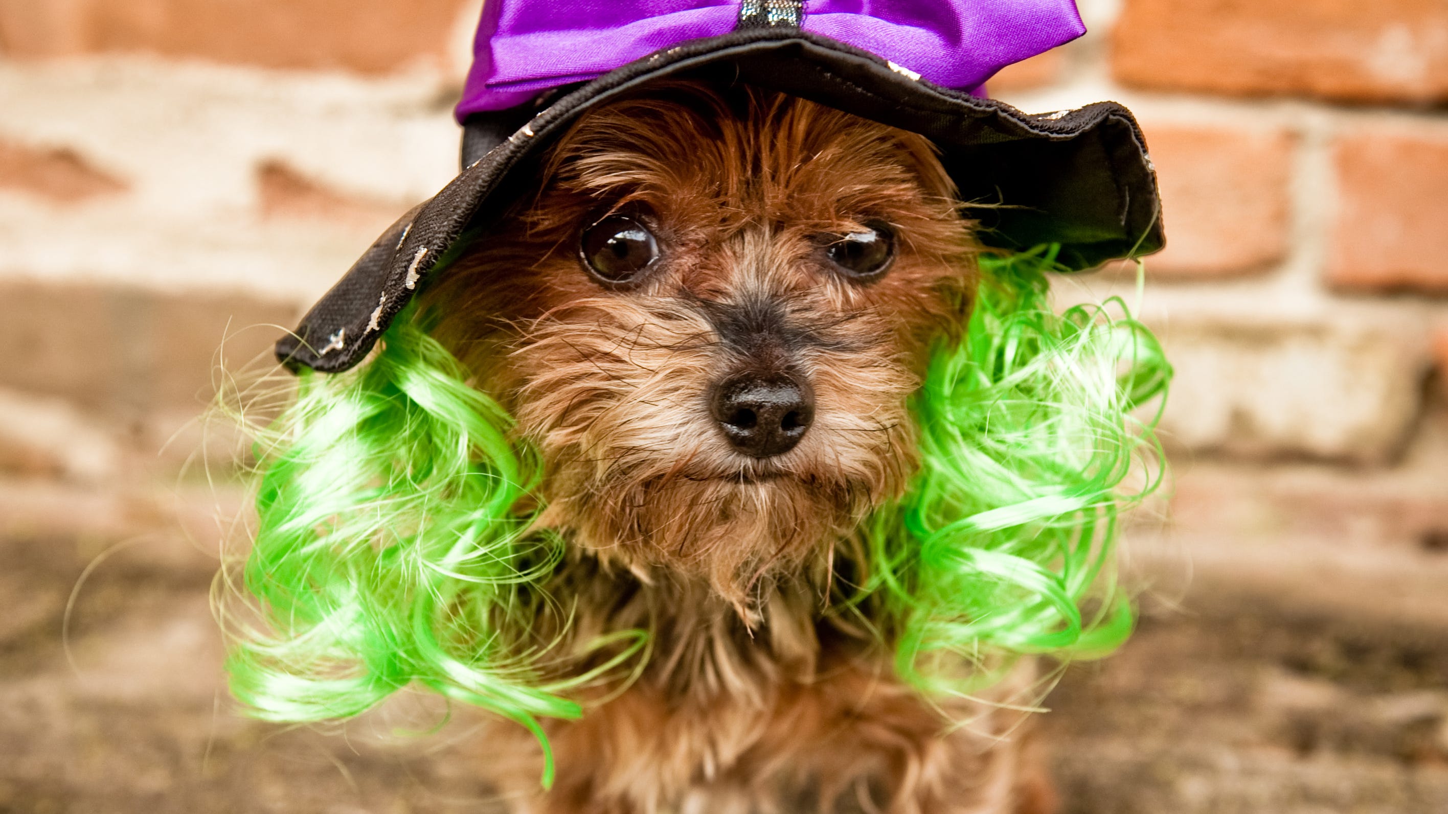 Spooky Pooch scares up fun, philanthropy for people, pets