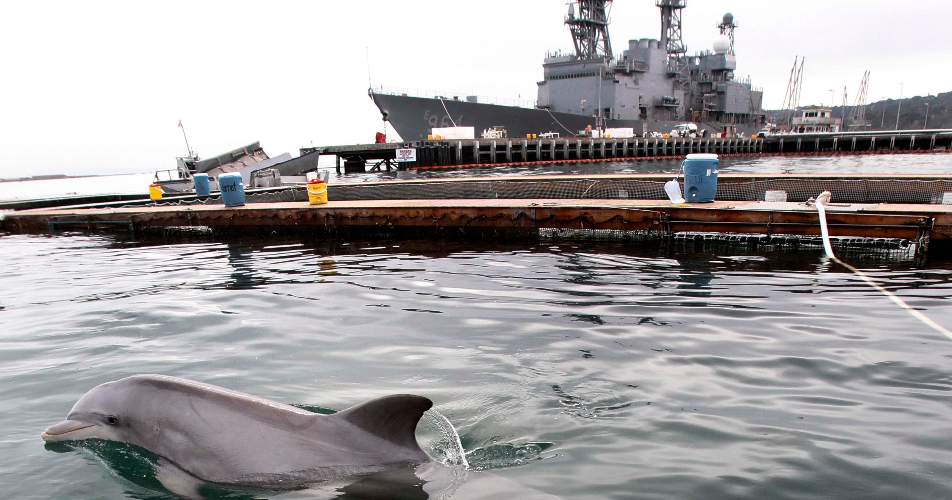 Crimean 'combat' dolphins to serve Russia