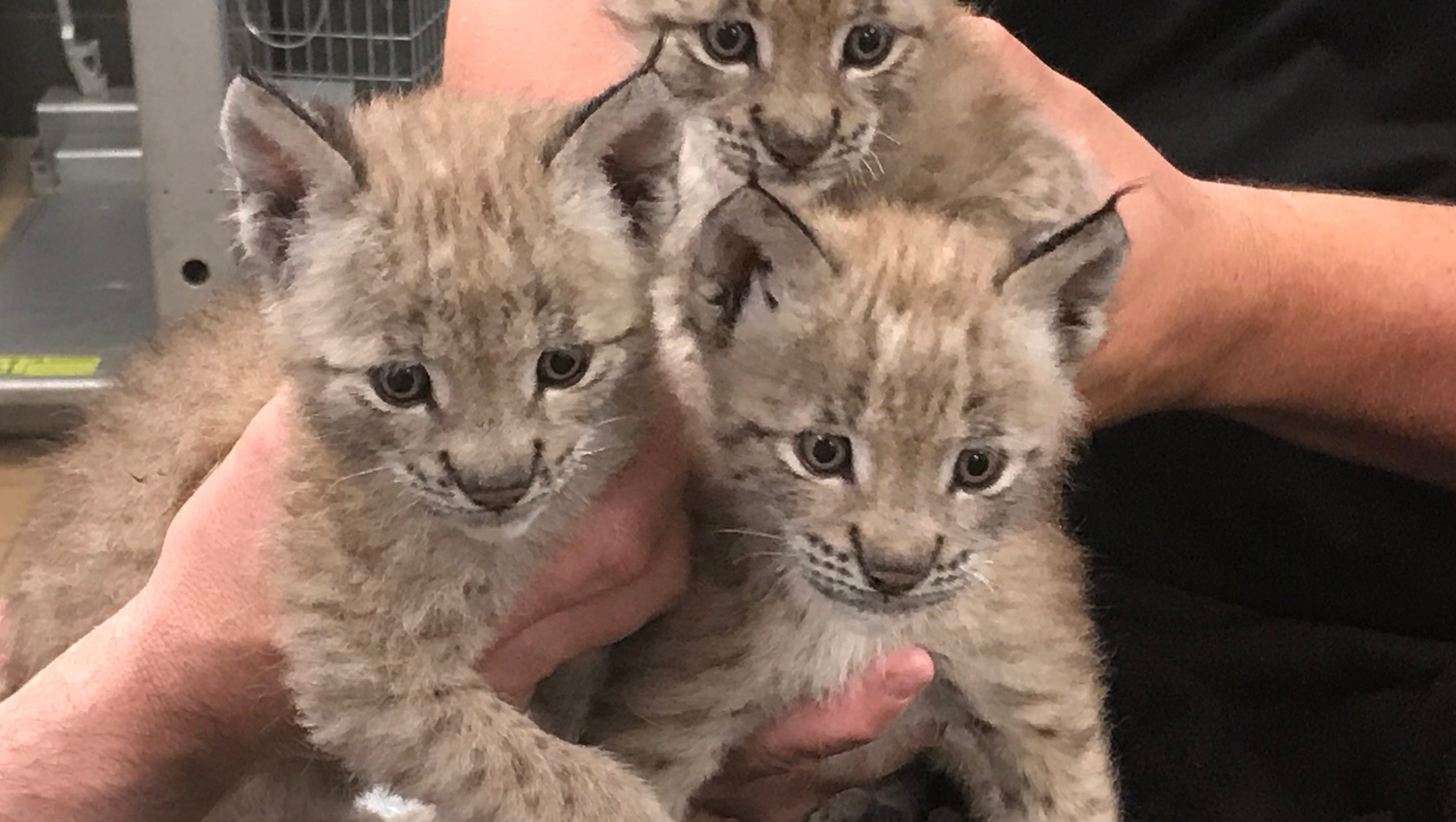 Adorable lynx cubs at Six Flags Great Adventure: see video, photos