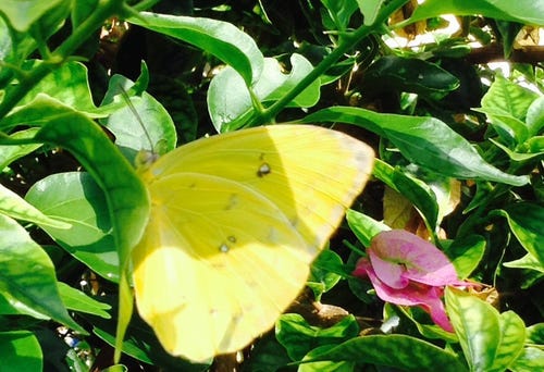 The Butterfly Guy: Southwest Florida’s yellow sulphur butterflies sky ...