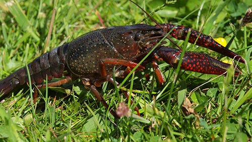 Cajun crayfish unwelcome Michigan visitors