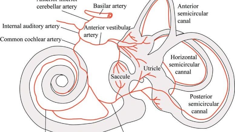 Hearing Loss and Heart Health