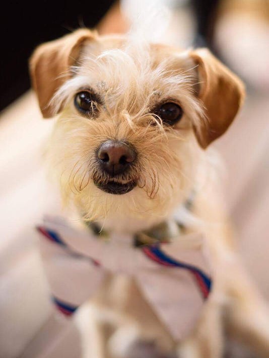 Cute dog from animal shelter plays Toto in "The Wizard Of Oz."