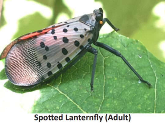 Destructive spotted lanternfly spreading south through Delaware