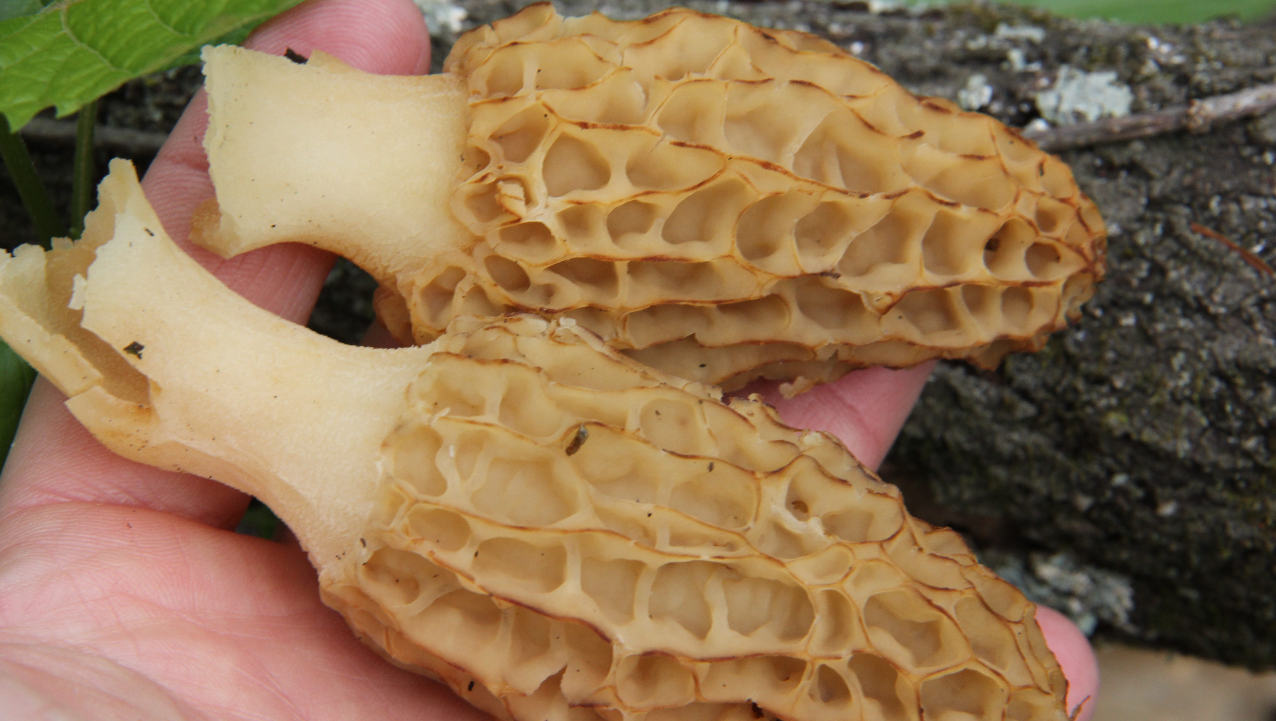 Morel mushrooms ready to pop when temperatures rise