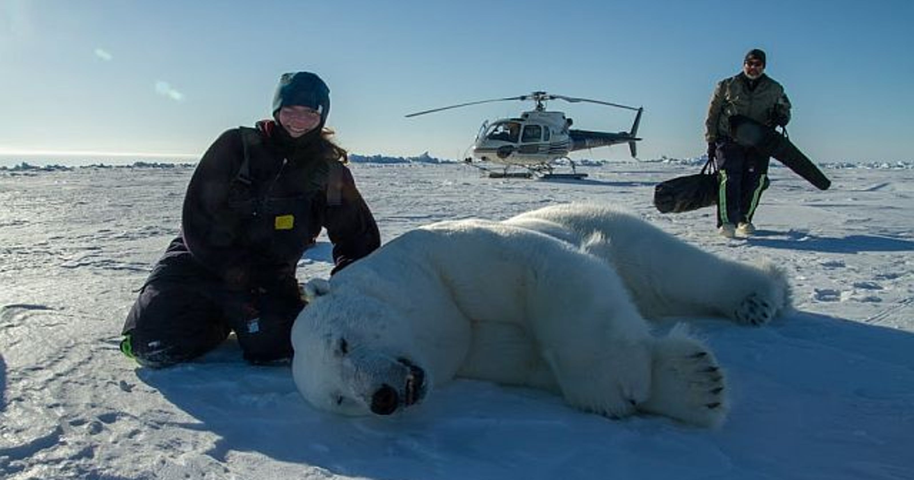 Research explores connection between climate change, polar bear disease